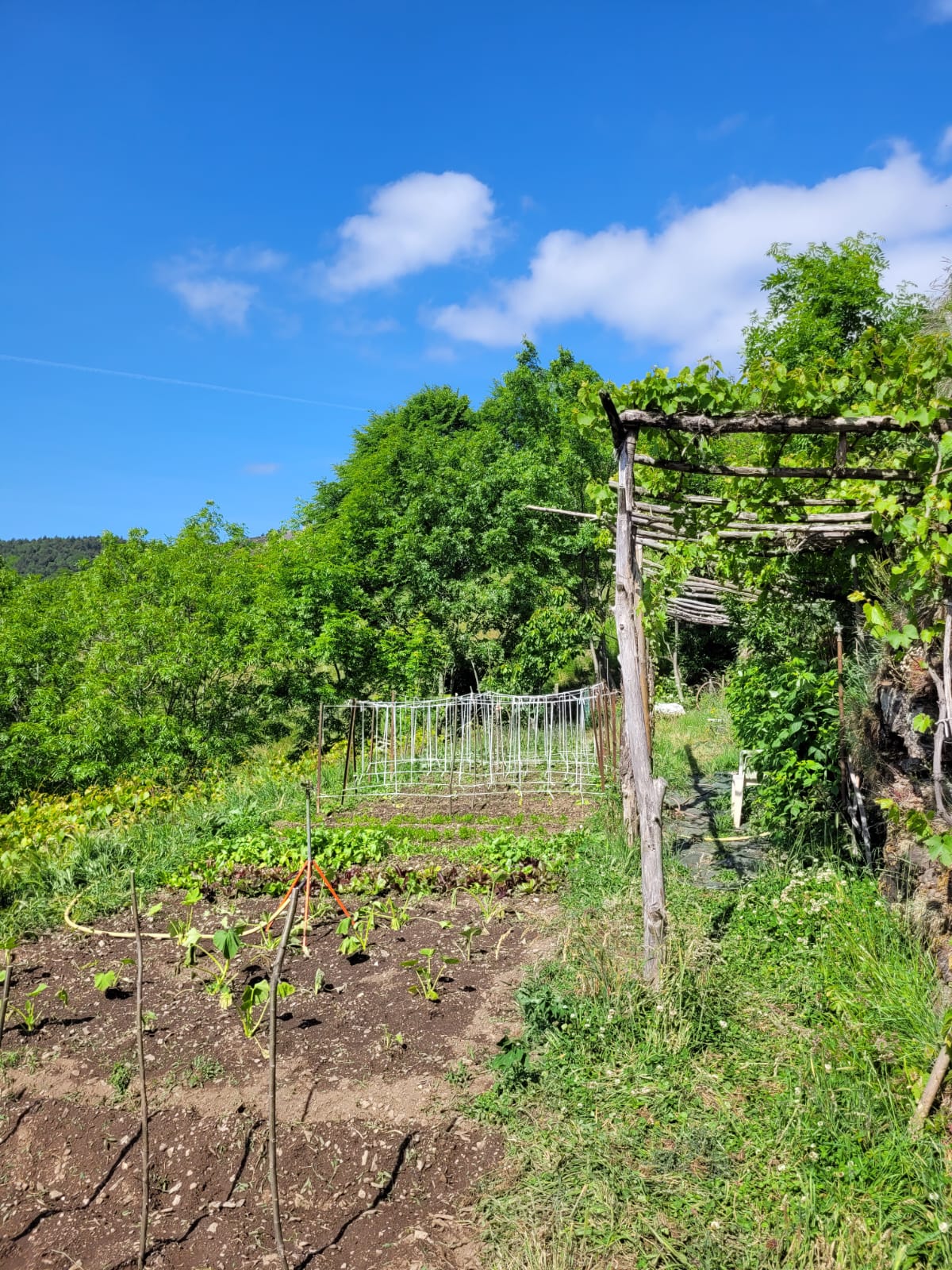 Treilles et Terrasses - SHVC / Syndicat des Hautes Vallées Cévenoles