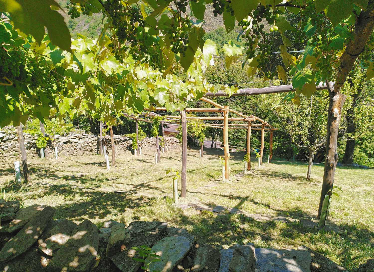 Treilles et Terrasses - SHVC / Syndicat des Hautes Vallées Cévenoles